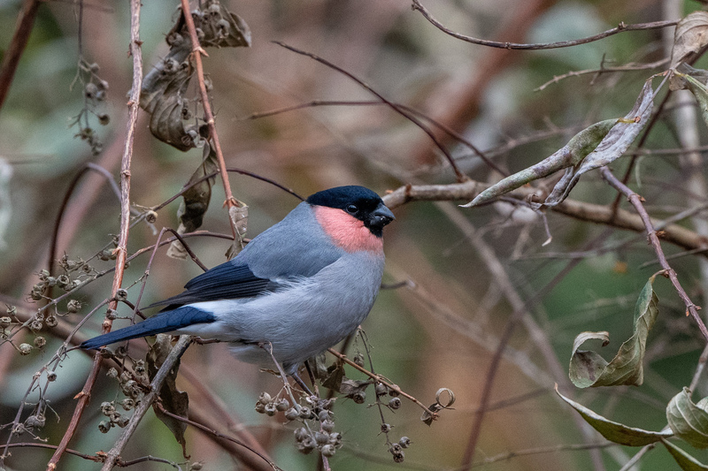 2025年4月20日 男里川河口その2、チュウシャクシギ、オオソリハシシギ、オバシギ: 還暦過ぎオヤジの花、鳥、月、風2