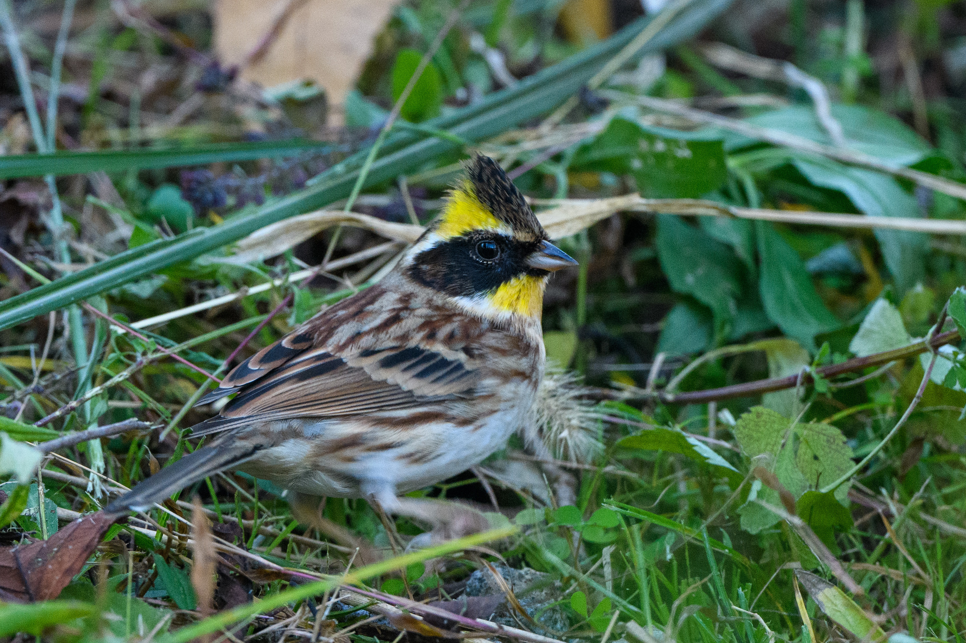 2025年11月29日 和歌山県北部の公園でミヤマホオジロ、ルリビタキ: 還暦過ぎオヤジの花、鳥、月、風2