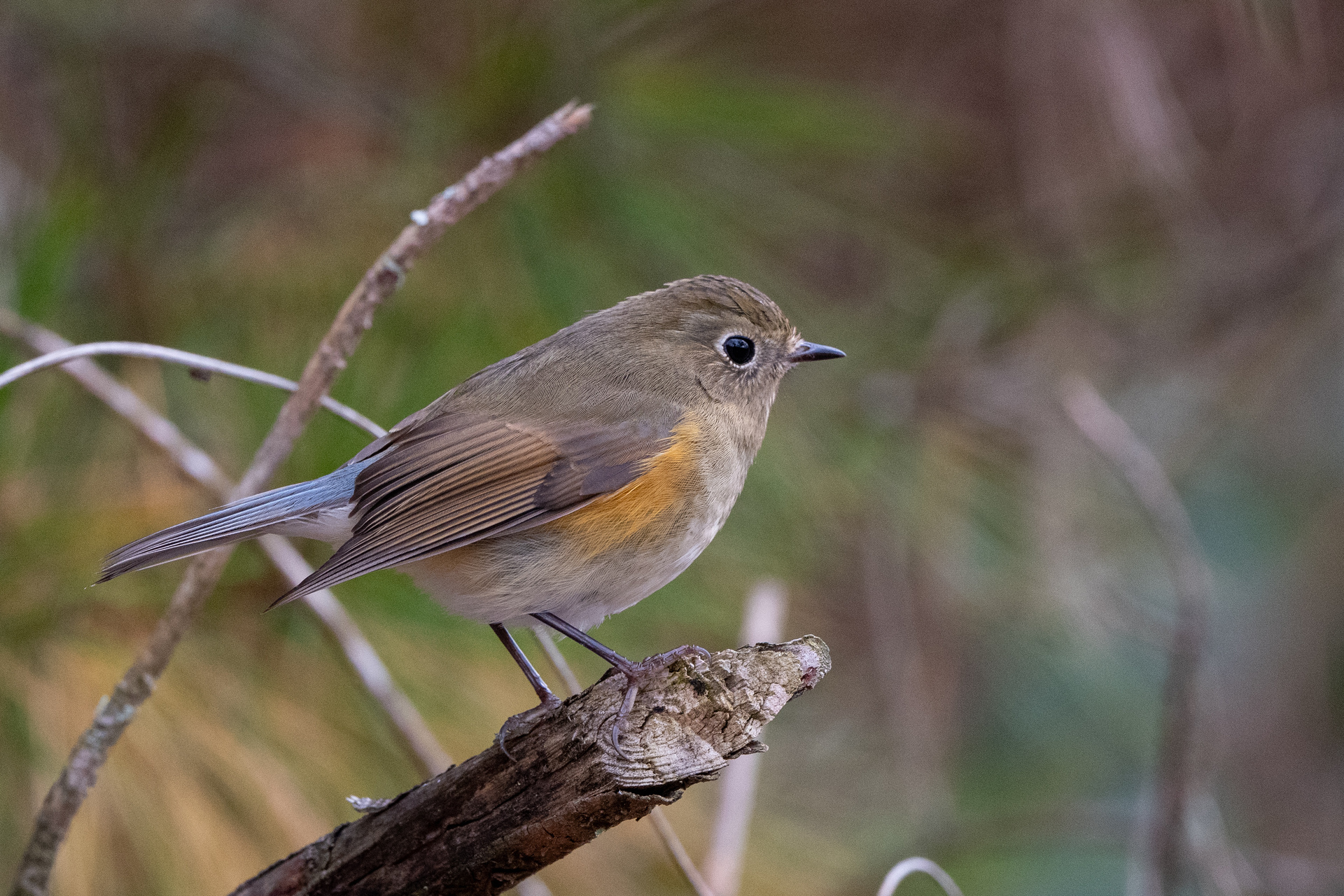 2024年12月21日 和泉葛城山でウソ、ルリビタキ、アオゲラ他: 還暦過ぎオヤジの花、鳥、月、風2