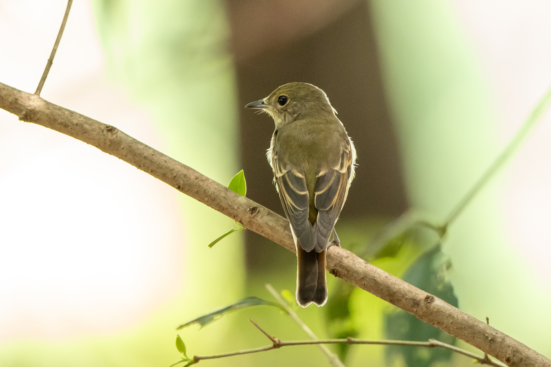 2023年9月10日 岸和田市の公園でキビタキ（メス）、コサメビタキ: 還暦過ぎオヤジの花、鳥、月、風2