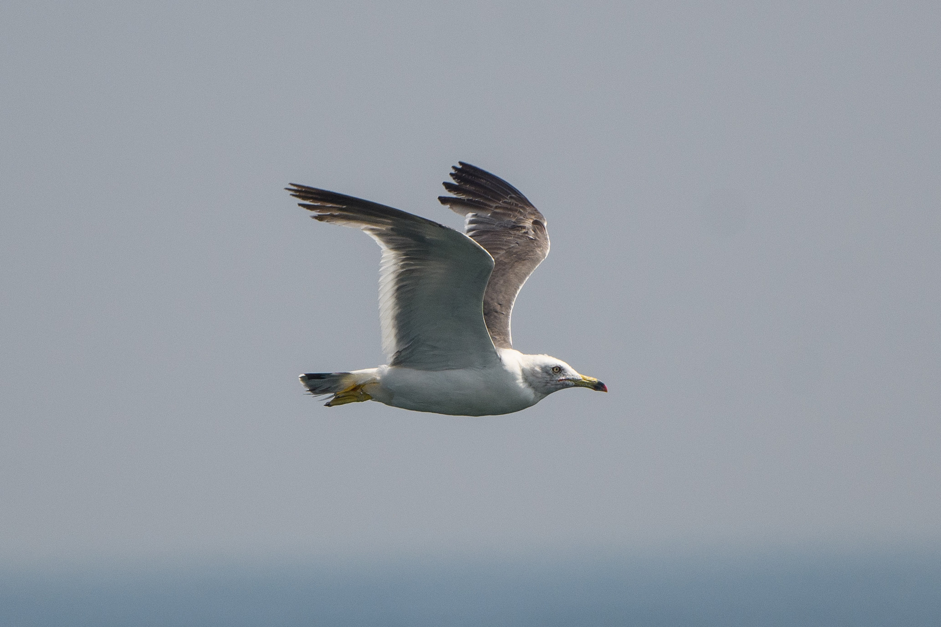 2025年7月5日 舞子浜 5回目 シロチドリ、ウミネコ: 還暦過ぎオヤジの花、鳥、月、風2