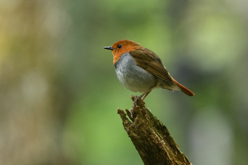 2024年6月2日 大台ケ原でミソサザイ、コマドリ: 還暦過ぎオヤジの花、鳥、月、風2