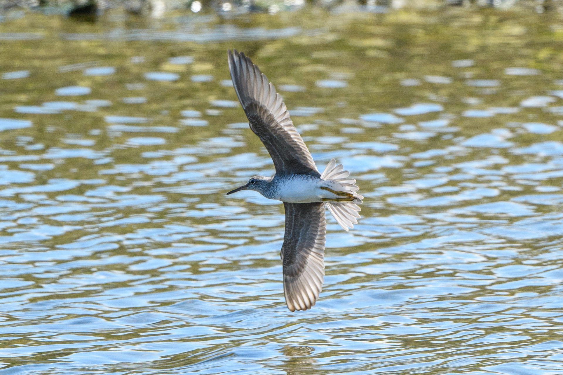 2025年4月24日 男里川河口でオオソリハシシギ、チュウシャクシギ、コアジサシ他: 還暦過ぎオヤジの花、鳥、月、風2