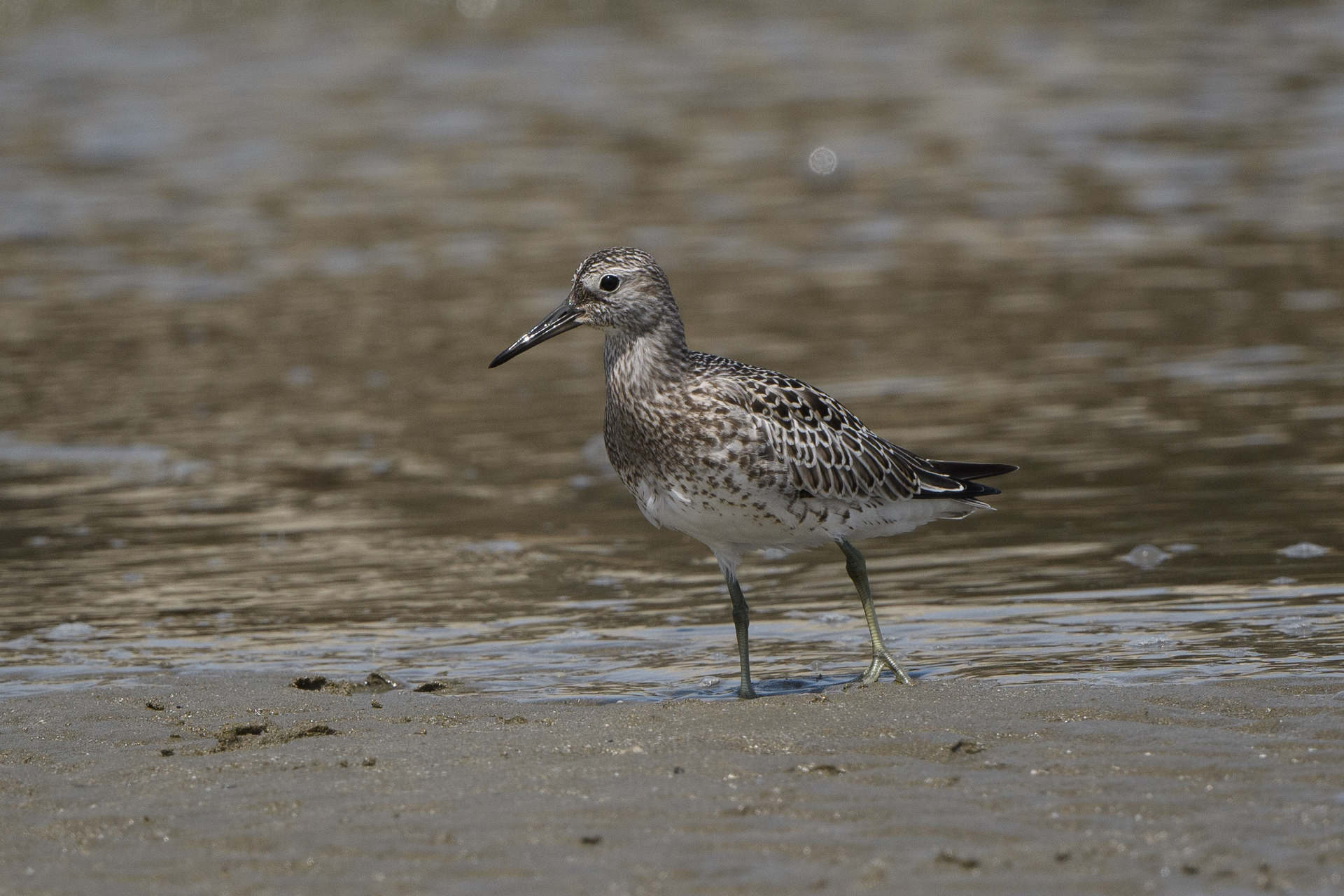2025年8月17日 男里川河口でオバシギ、トウネン他: 還暦過ぎオヤジの花、鳥、月、風2