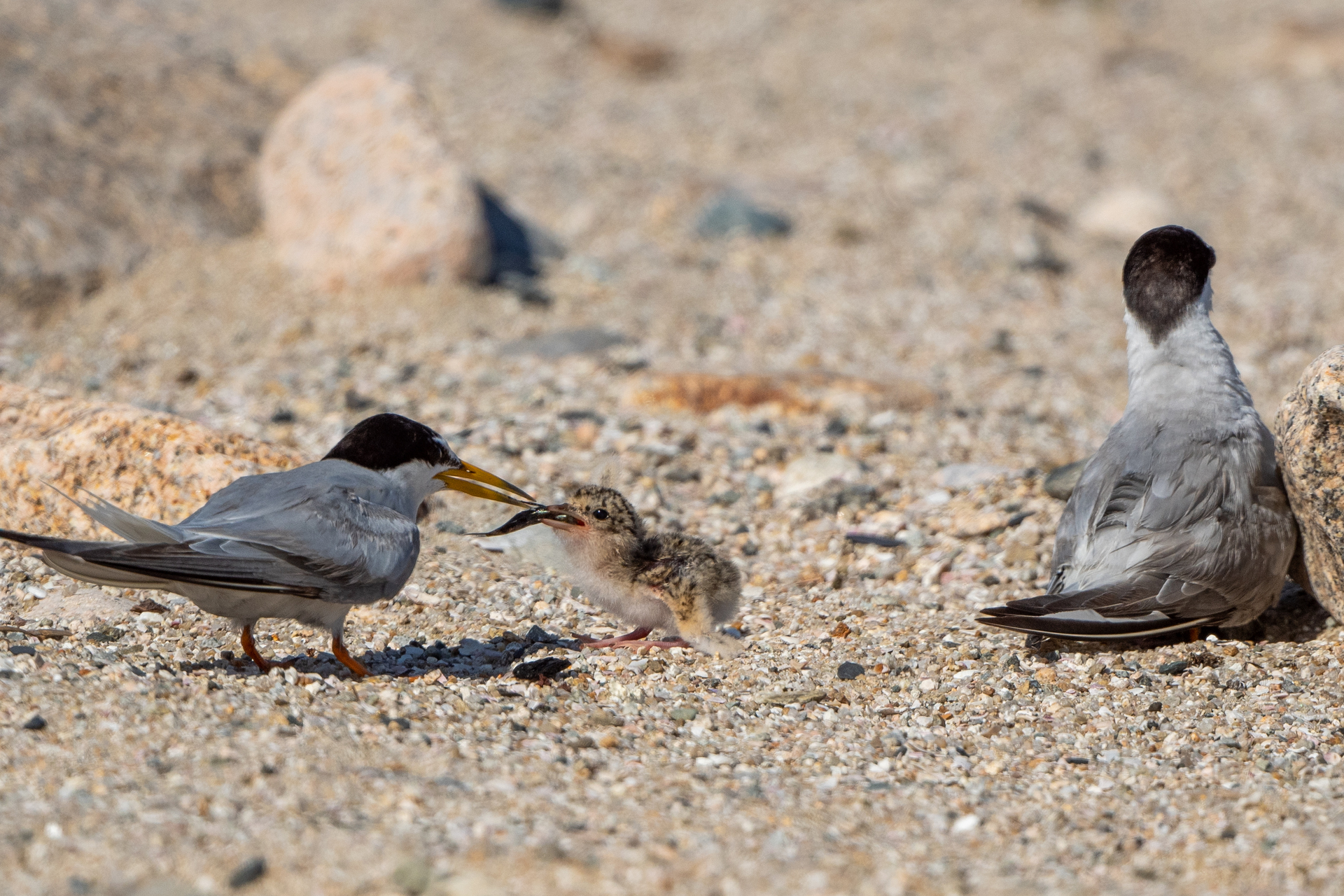 2023年8月5日 舞子浜のコアジサシ7回目 シロチドリ、トウネン: 還暦過ぎオヤジの花、鳥、月、風2