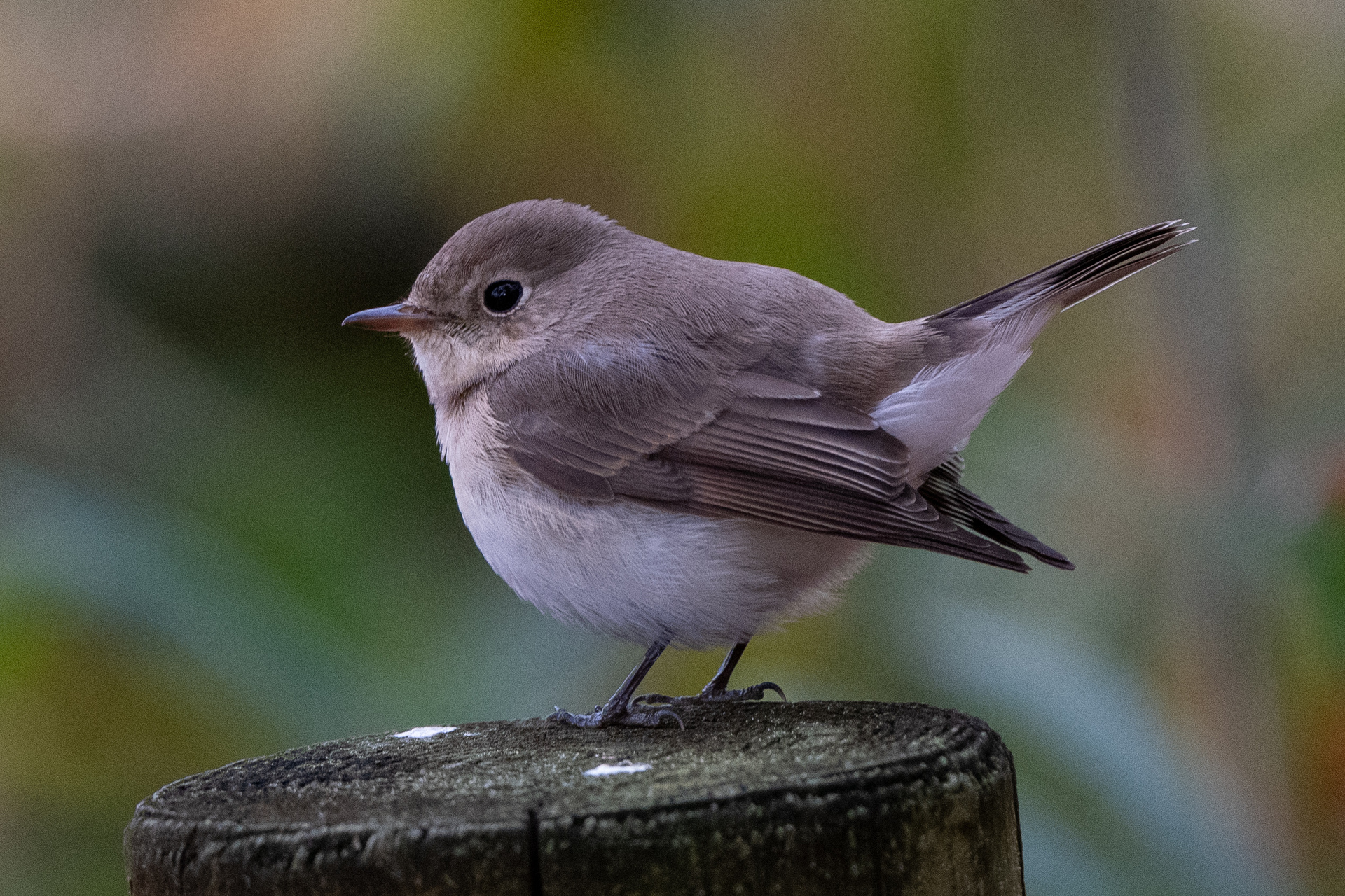 2024年12月22日 馬見丘陵公園でニシオジロビタキ、ルリビタキ、リュウキュウサンショウクイ: 還暦過ぎオヤジの花、鳥、月、風2