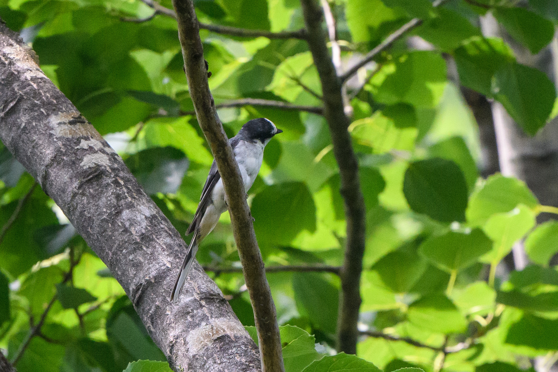 2025年7月6日 曽爾村の公園でサンショウクイ、コサメビタキ、アオゲラ: 還暦過ぎオヤジの花、鳥、月、風2